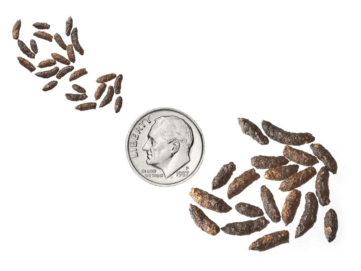 10 Common Signs of Pest Infestation | Mira Home