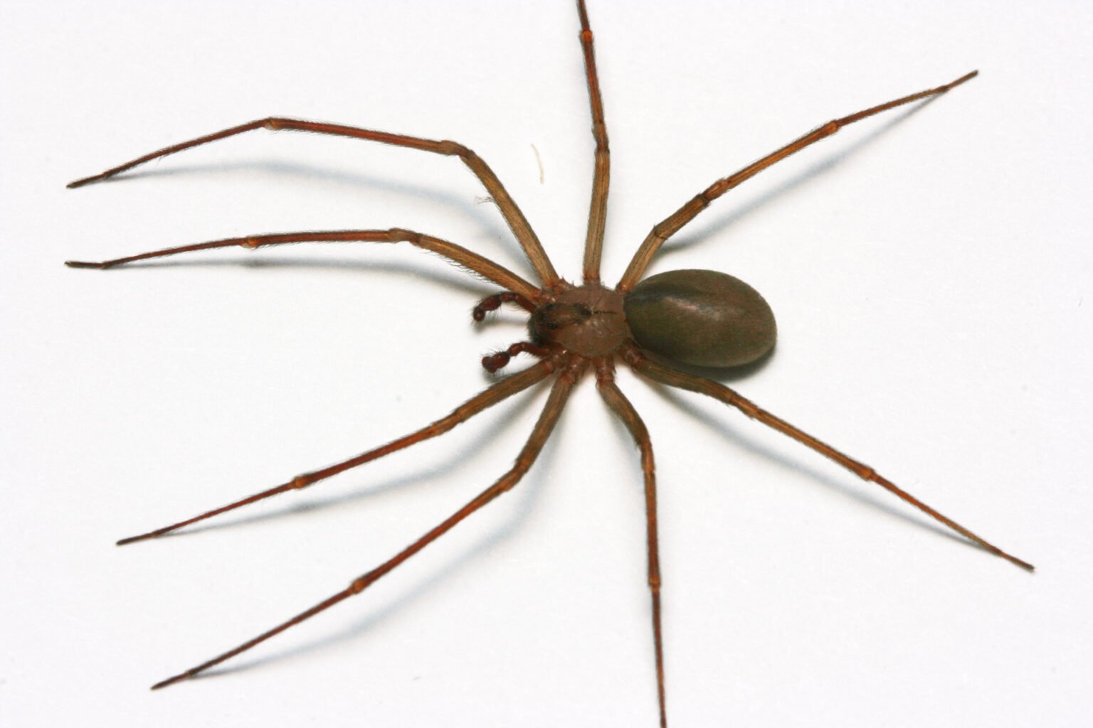Common Spiders in Georgia (Which Ones Are Dangerous?)
