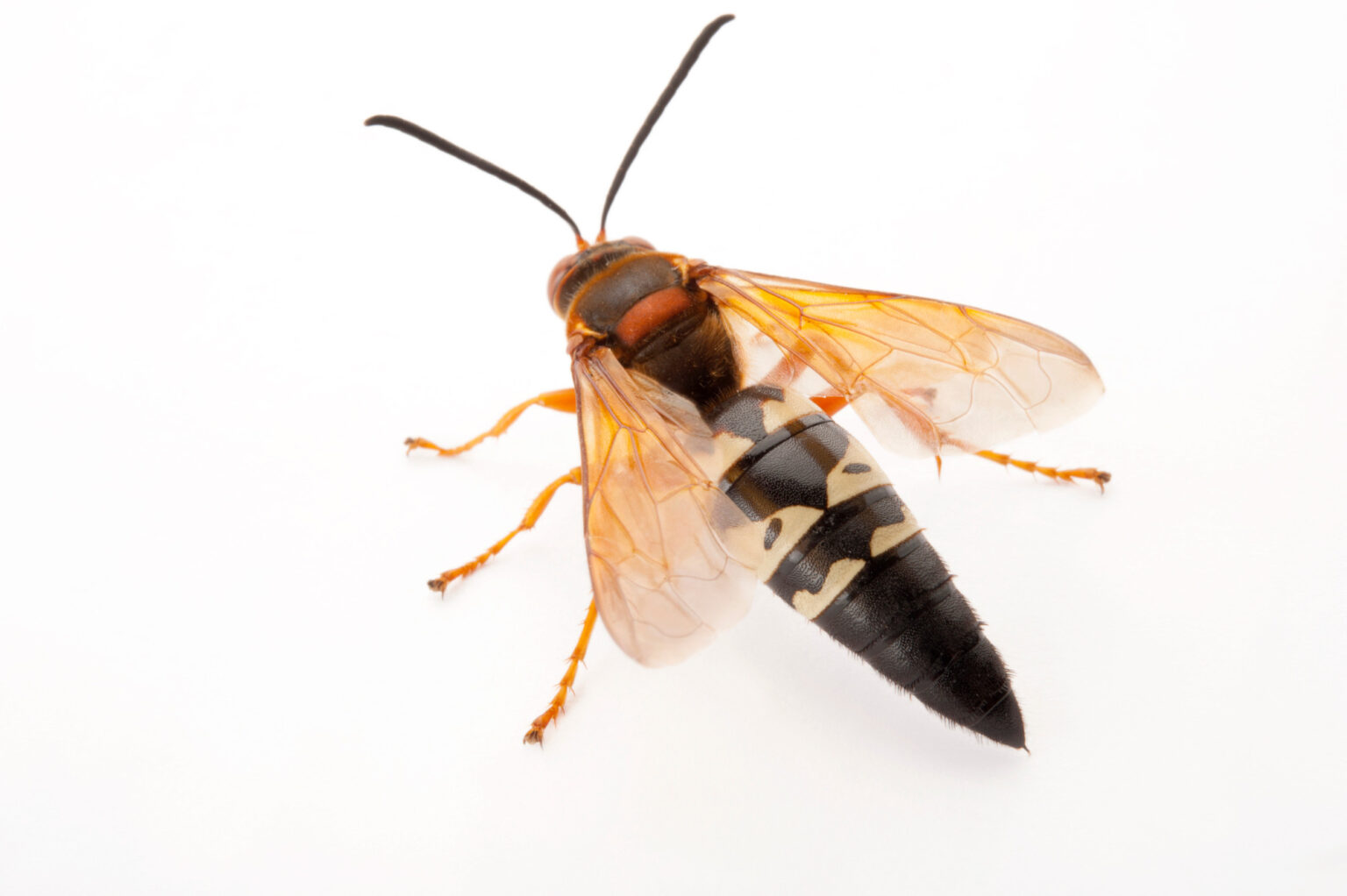 Common Wasps in Georgia
